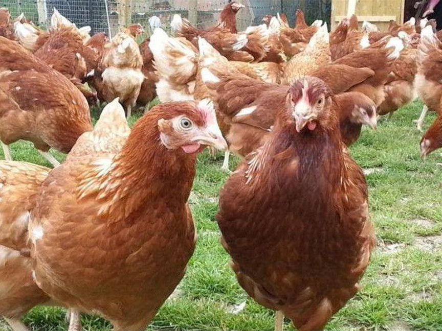 Куры несушки Кубанские красные