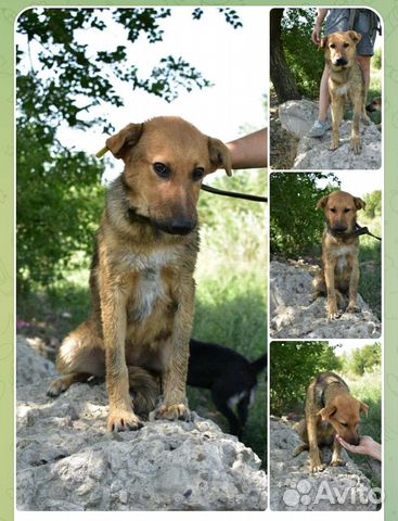 Собака девочка, Линда ищет дом