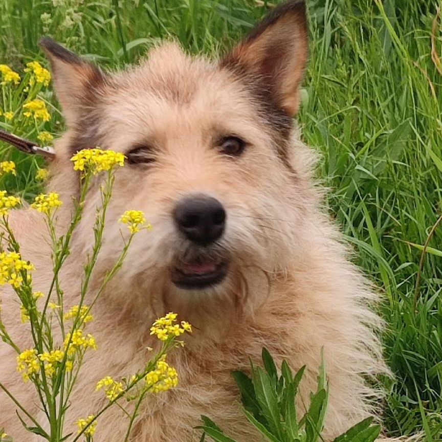 Взрослый пёс в добрые руки