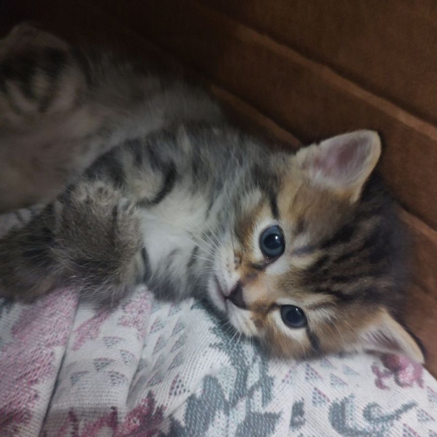 Котёнок в добрые руки