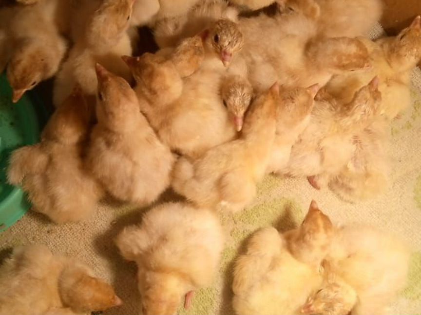 Индюшата Хайбрид нтп (тяжёлый кросс)