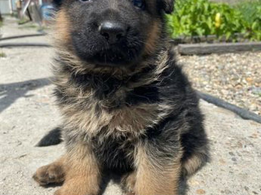 Щенки Овчарки