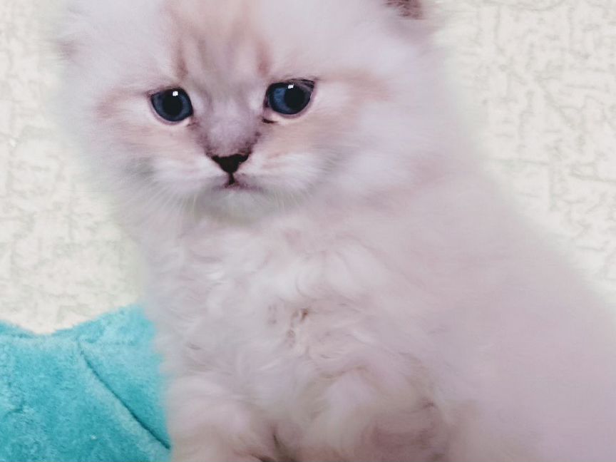 Кошки породистые шотландские