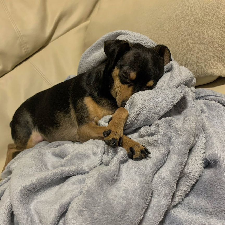 Той-терьер бесплатно