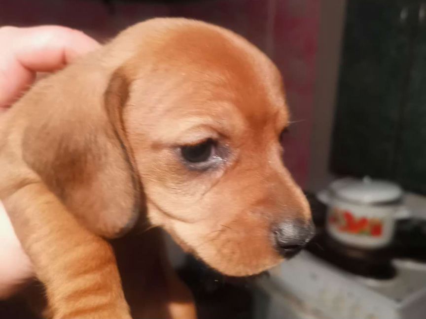 Такса щенки