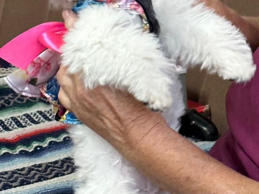 Бишон фризе