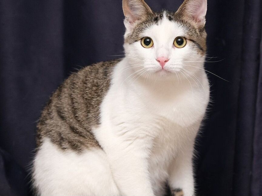 Котенок в семью, бесплатно