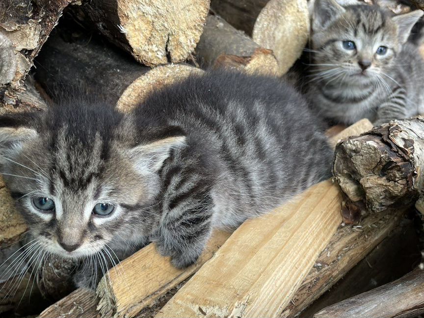 Отдам в добрые руки котят