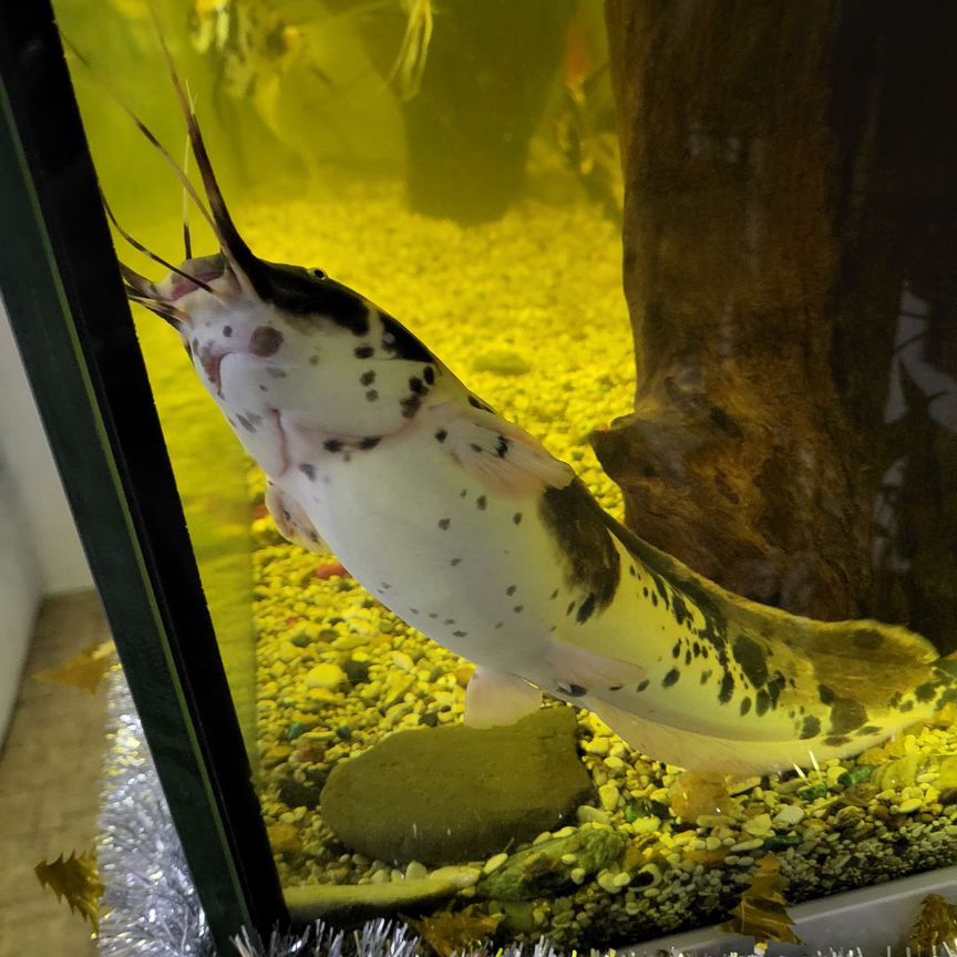 Клариевый сом