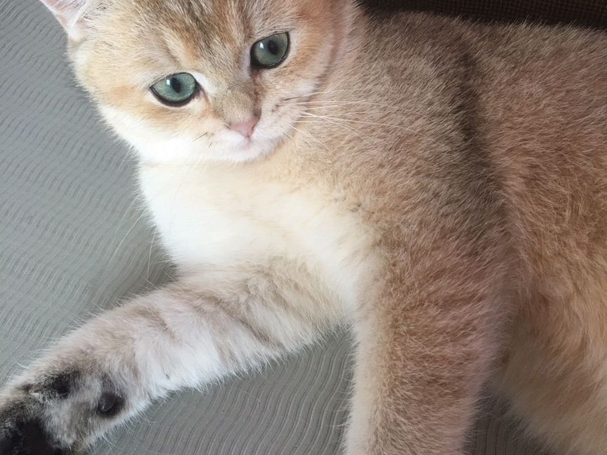 Британская