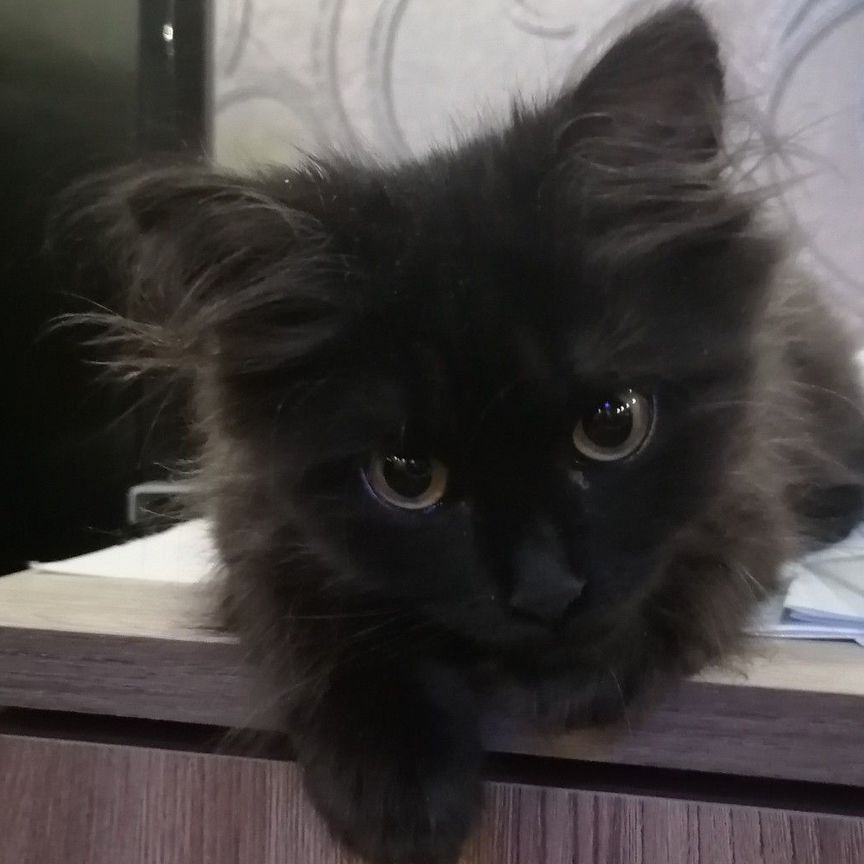 Персидский, взрослый кот