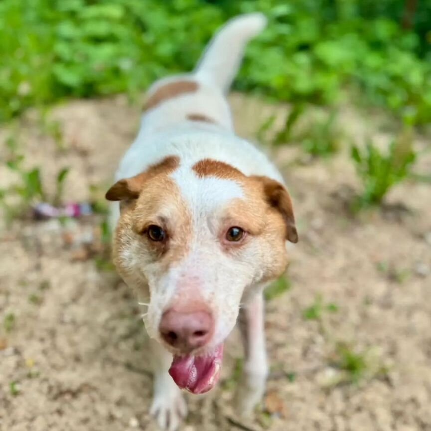 Пес по имени Бобик