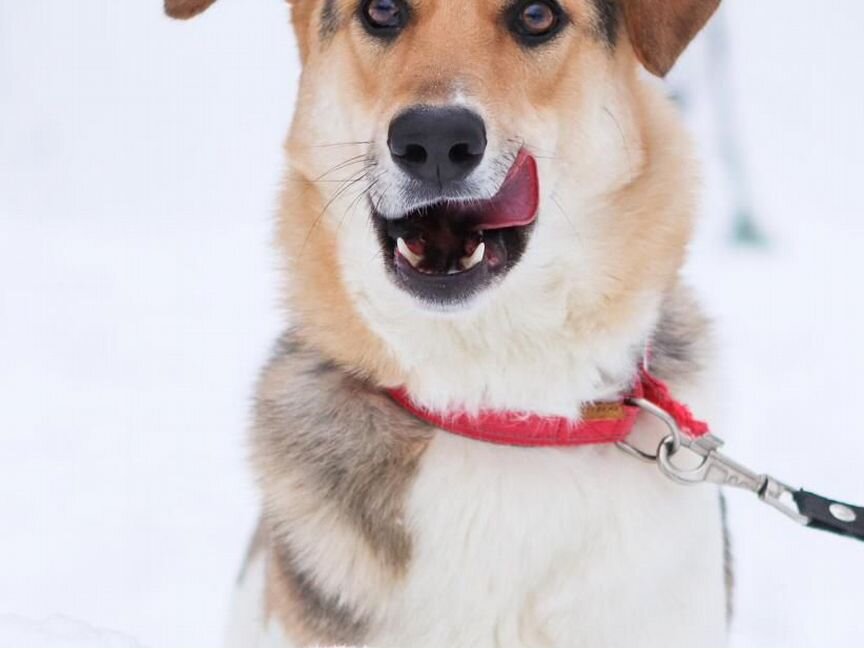 Ладушка стала не нужна семье, год на передержке