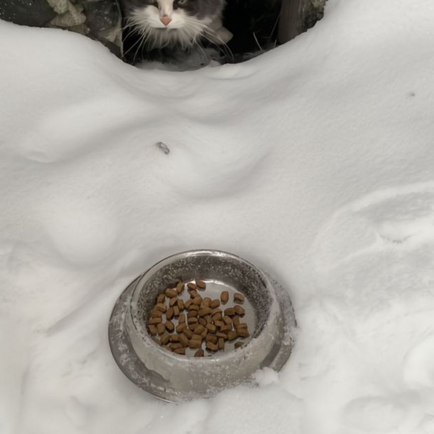 Взрослая, кошка в добрые руки