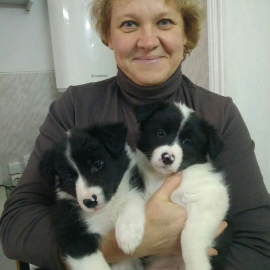 Щенки Бордер колли