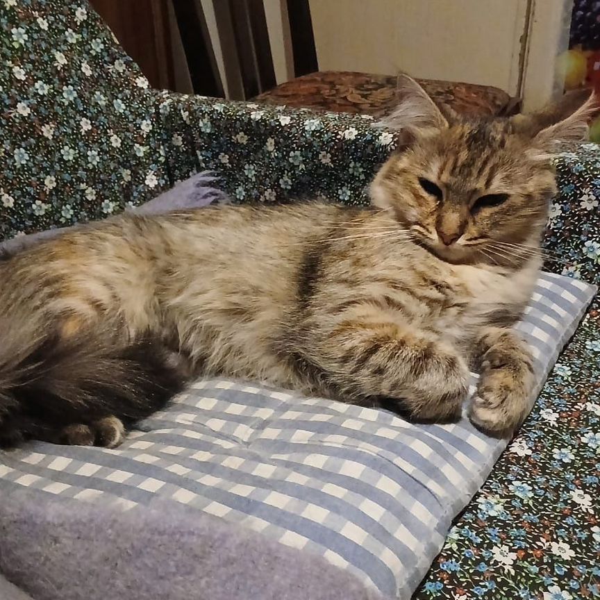 Сибирская, взрослая кошка