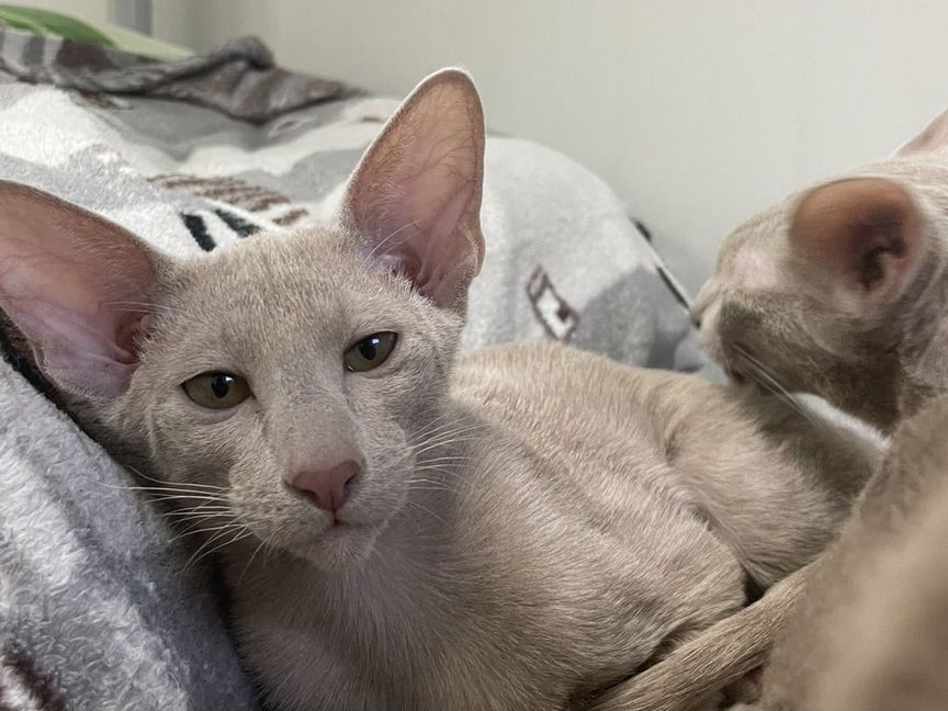 Ориентальный котенок