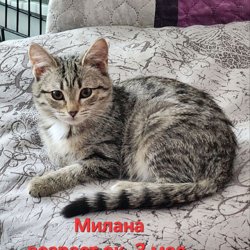 Котёнок в добрые руки