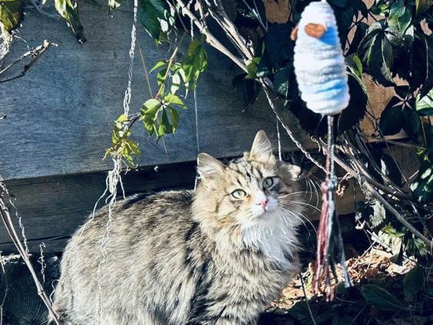 Котенок кошка в добрые руки