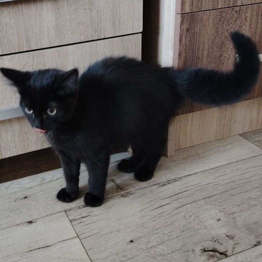 Котёнок в добрые руки