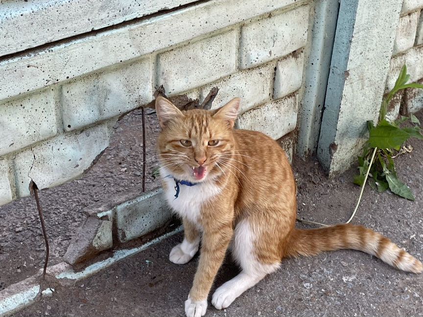 Найдена кошка