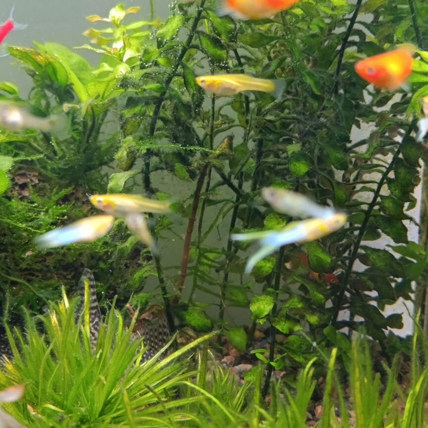 Эндлеры голубое золото