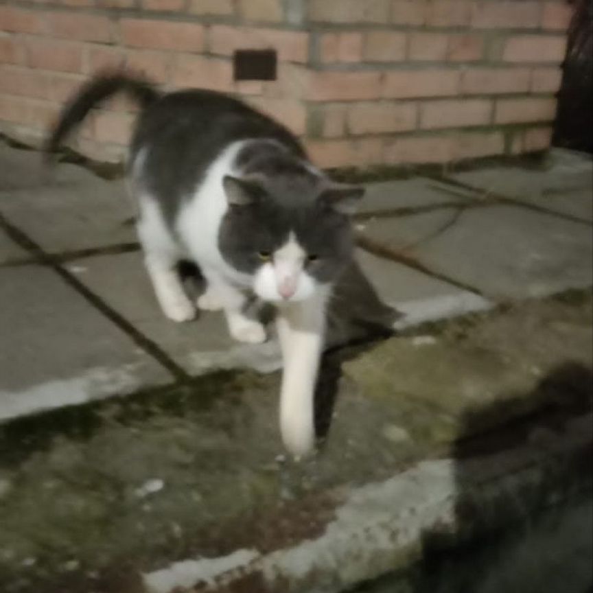 Котик в добрые руки