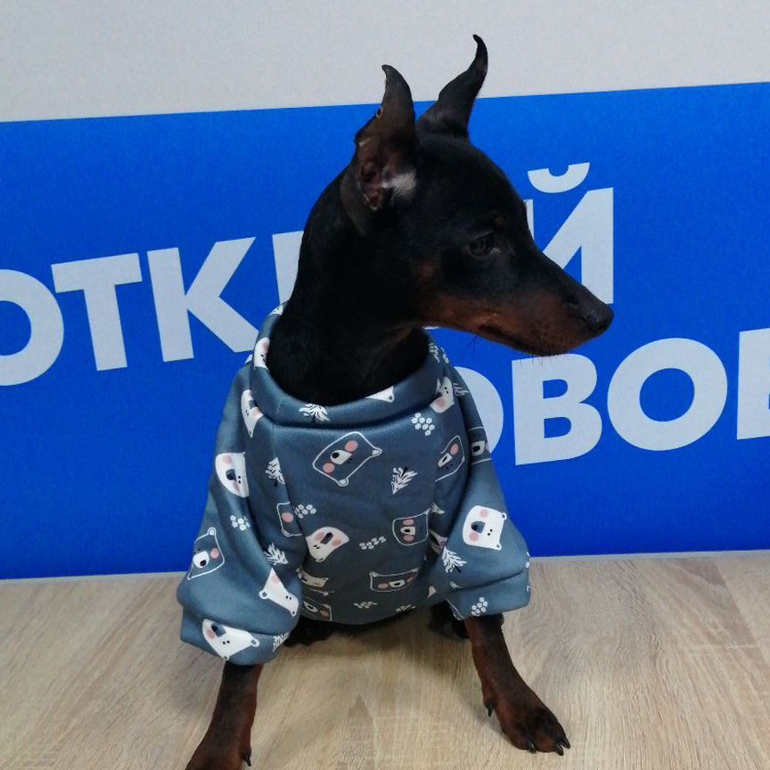 Цвергпинчер, щенок