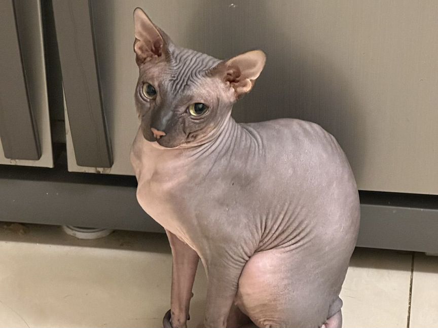 Донской сфинкс девочка