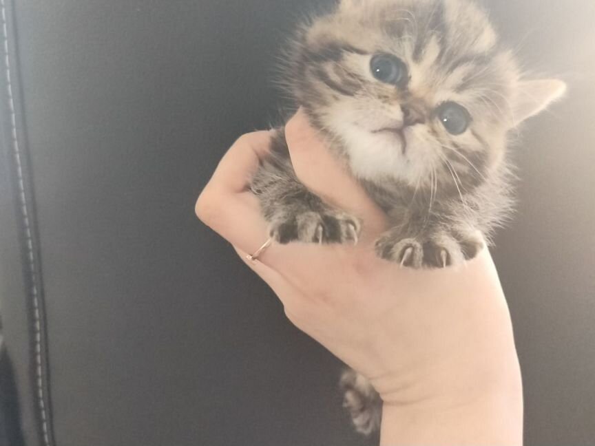 Бронь Шотландские котята