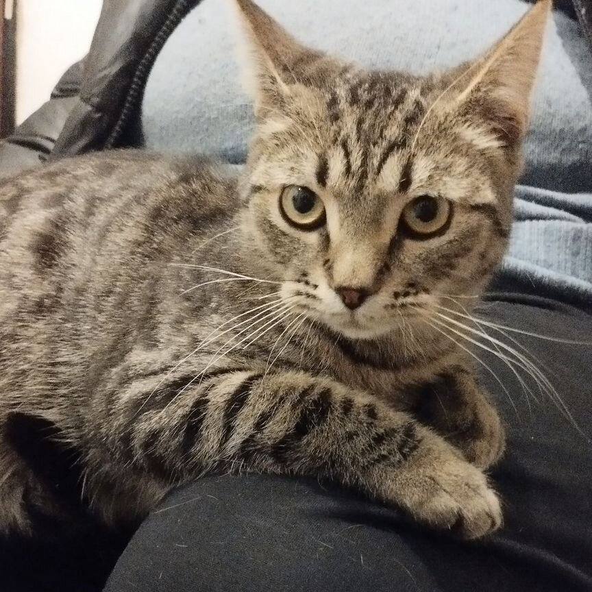 Котенок в добрые руки