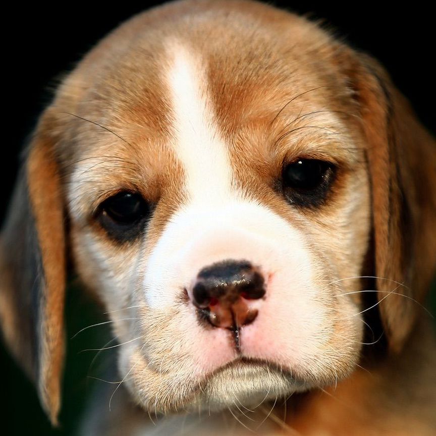 Бигль, щенок