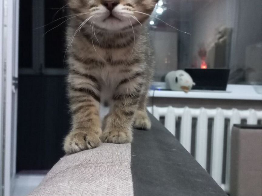 Шотландские прямоухие котята