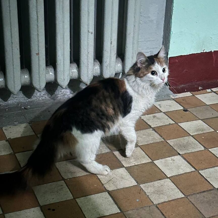 Нашлась кошка на м.щукинская