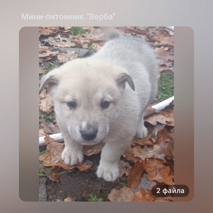 Западно сибирская лайка