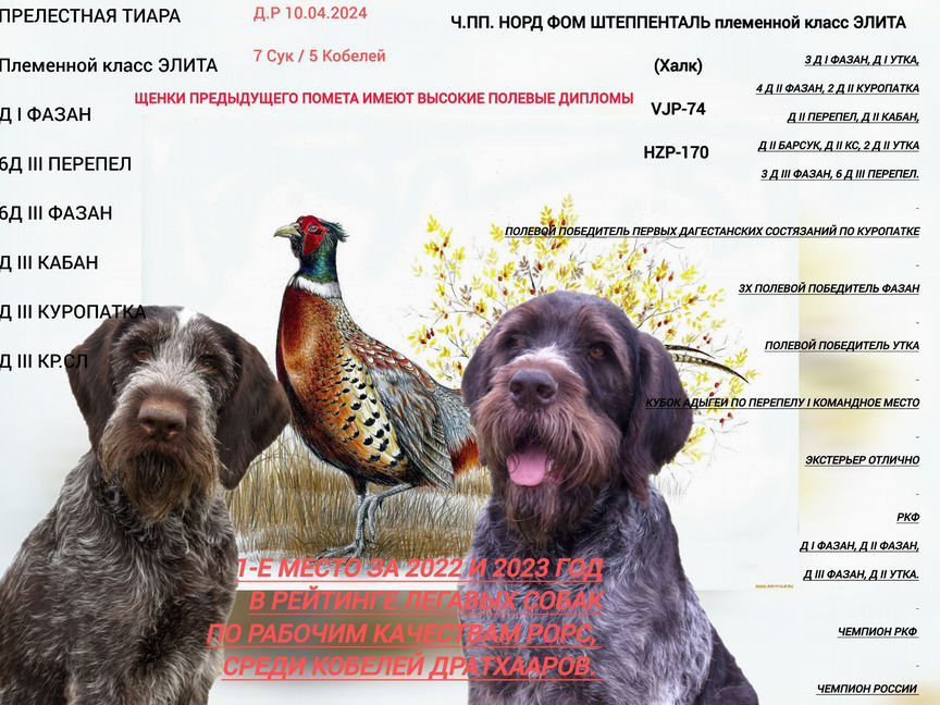 Щенки Дратхаар