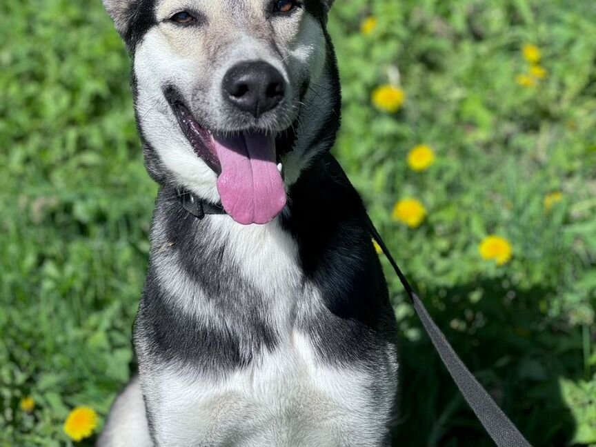 Собака в добрые руки