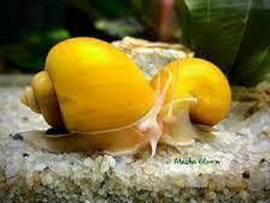 Улики ампулярии цена за шт