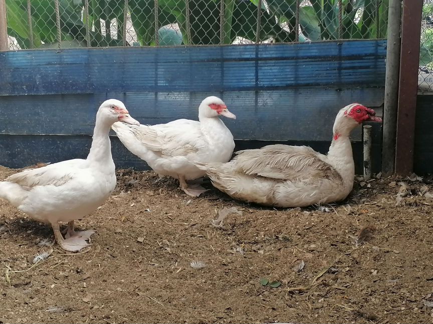 Селезень Индоутки Франция, 8 мес