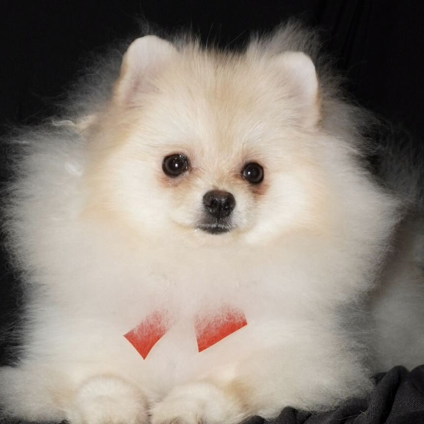 Щенки померанского шпица медвежьего типа