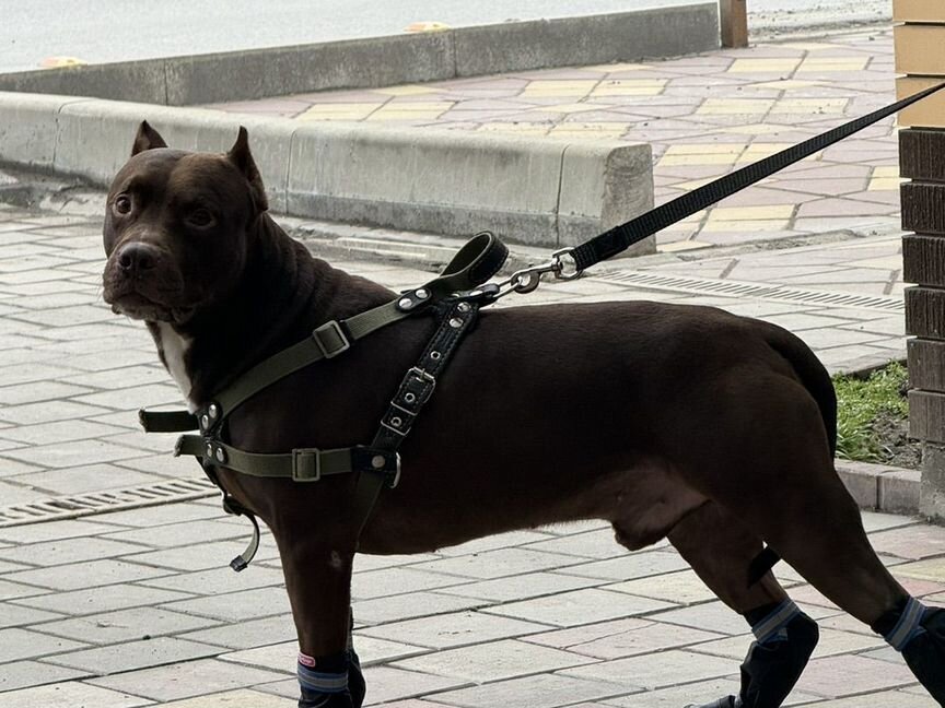 Питбуль вязка
