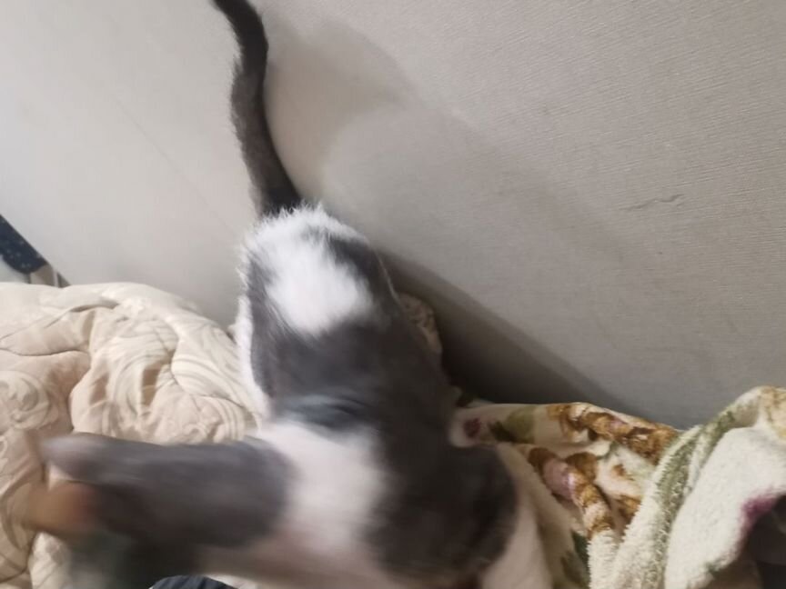 Кота отдам в добрые руки бесплатно