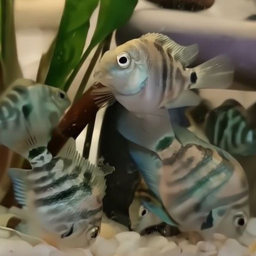 Аквариумные рыбки