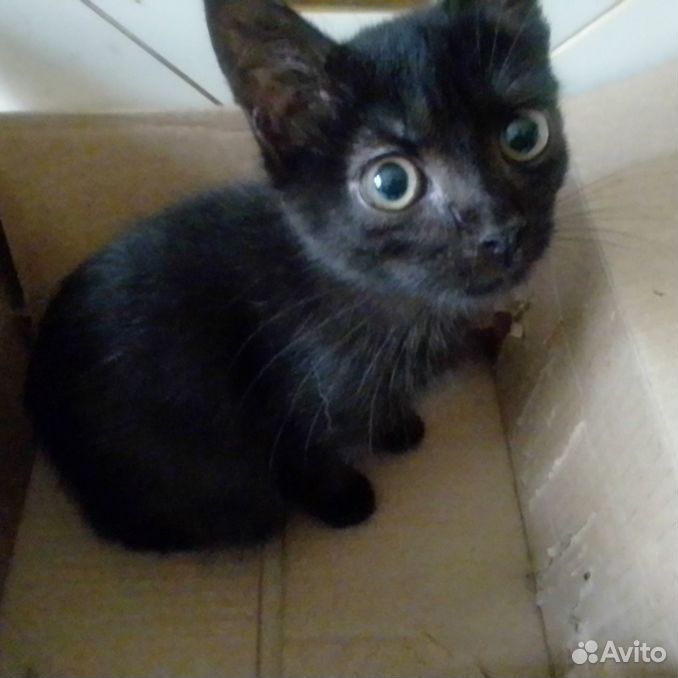 Котята сибирские рыжие
