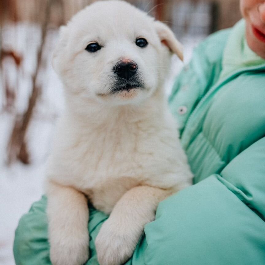 Щенок в добрые руки