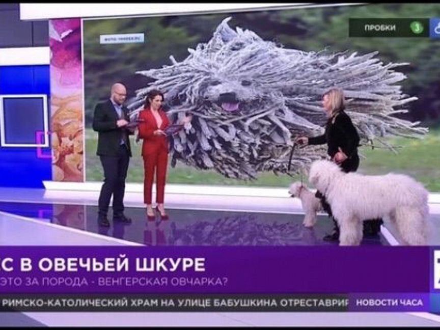 Щенки мальтезе мини