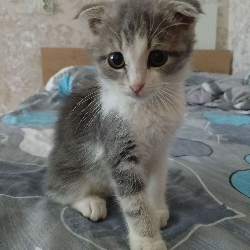 Шотландская вислоухая