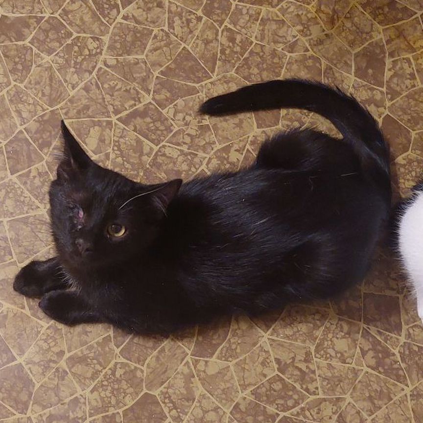 Особенный котенок в добрые руки