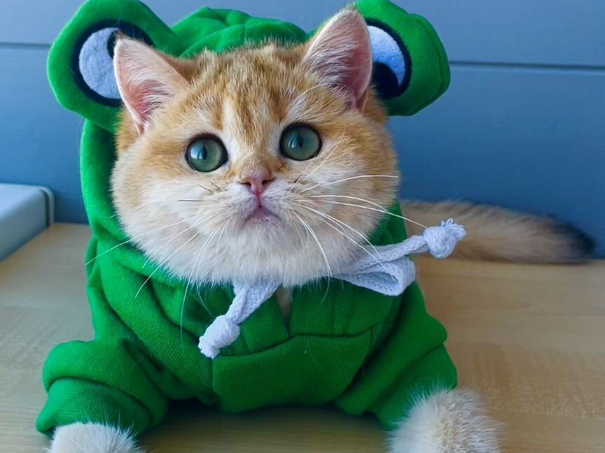 Котята Британская Золотая Шиншилла
