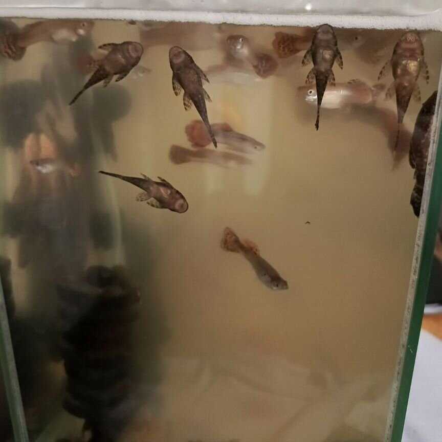 Отдам Рыбки сомики